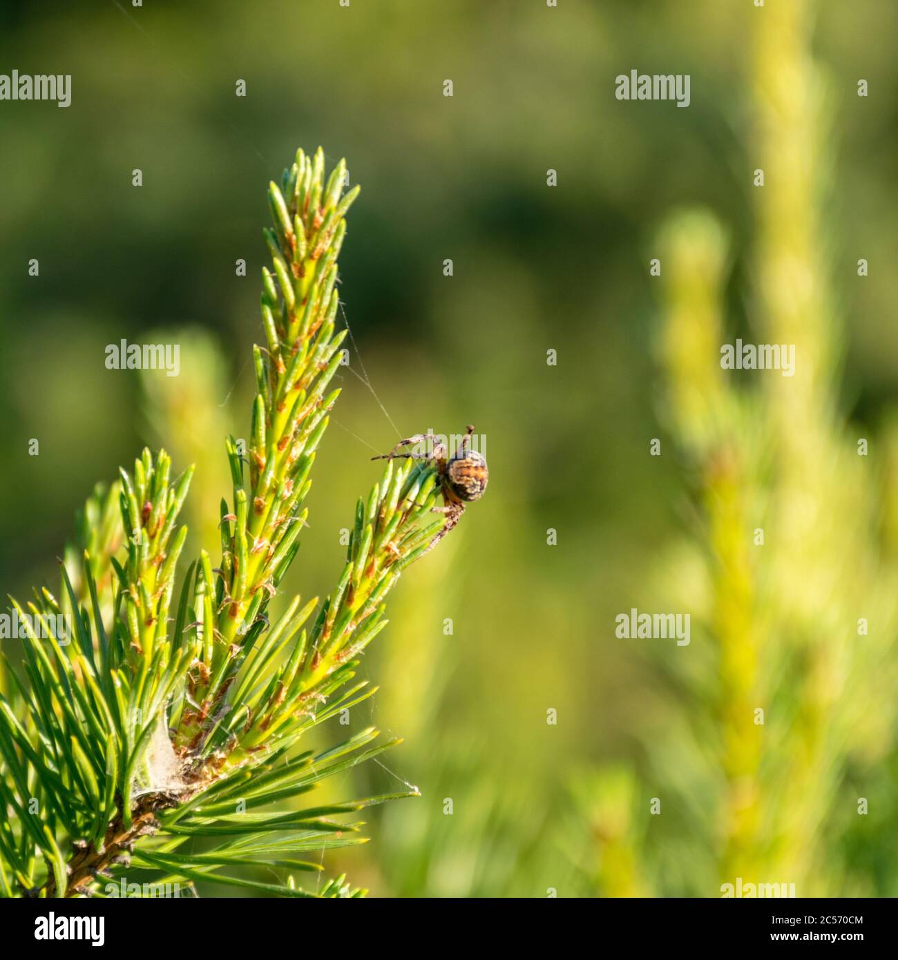 photography with a spider on a blue sky background Stock Photo - Alamy