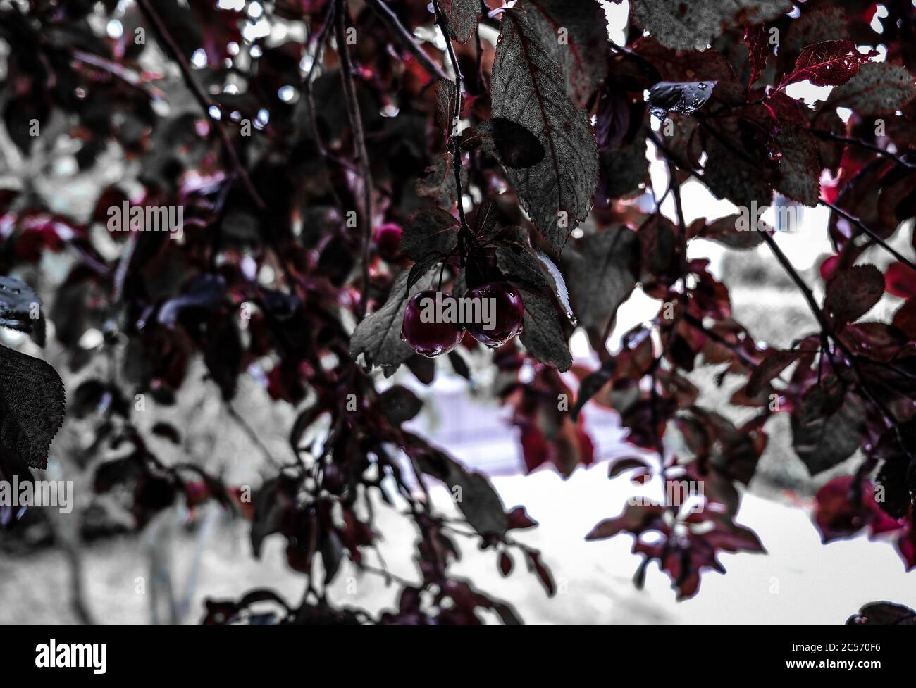 Ripe and juicy cherries hanging on the branches of a damaged tree Stock ...