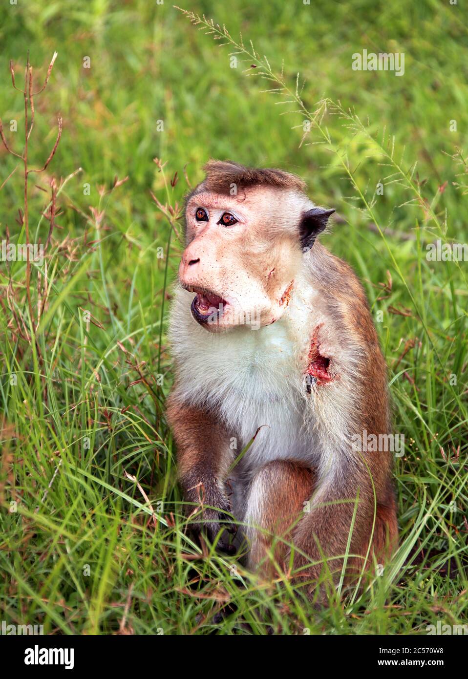 Wounded male macaque after a fight with an opponent; concept of ...