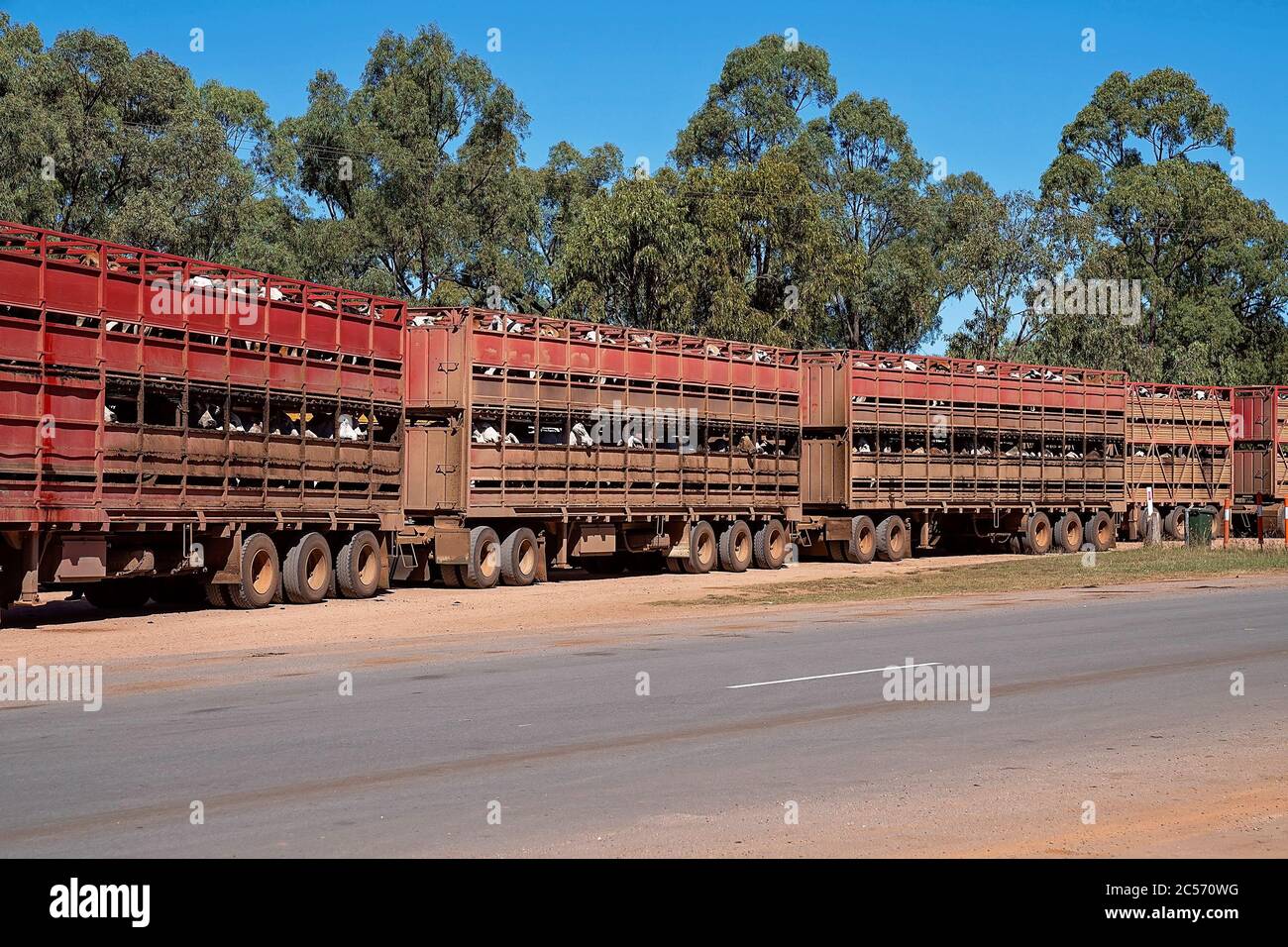Cattle transport triple road train hi-res stock photography and images ...