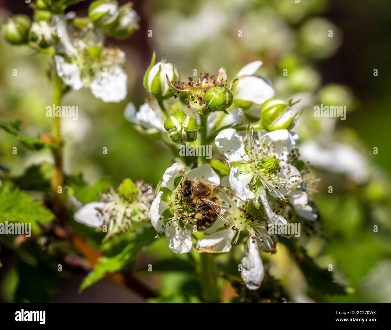Bees collect nectar from white hi-res stock photography and images - Alamy