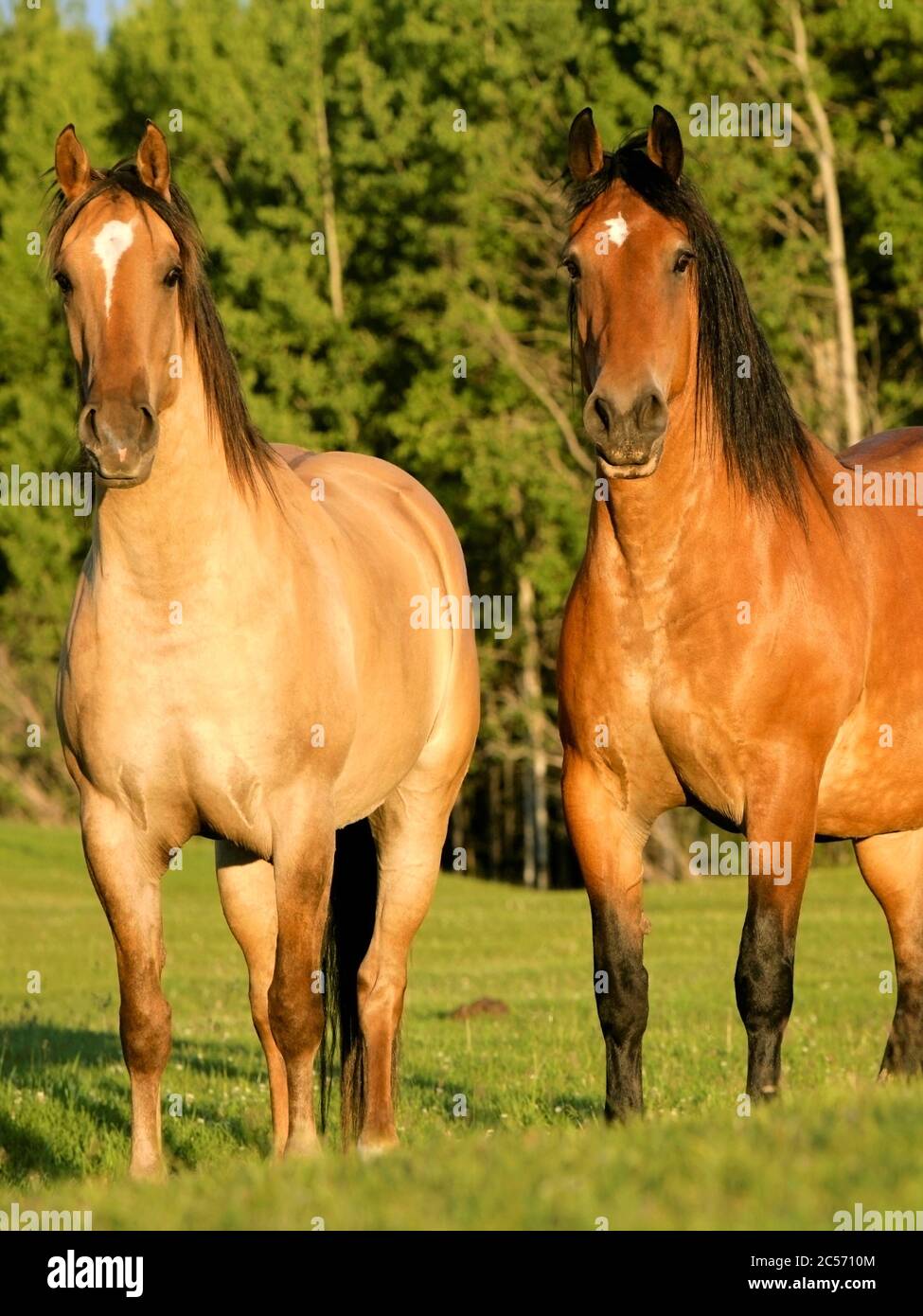 Two beautiful Shire horses standing together in meadow Stock Photo - Alamy