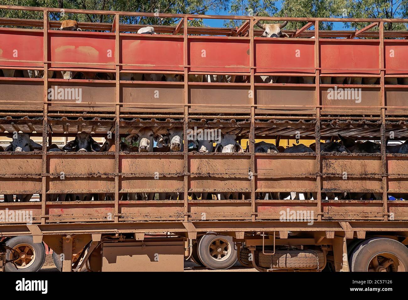 A road train carting cattle across country from an Australian station ...
