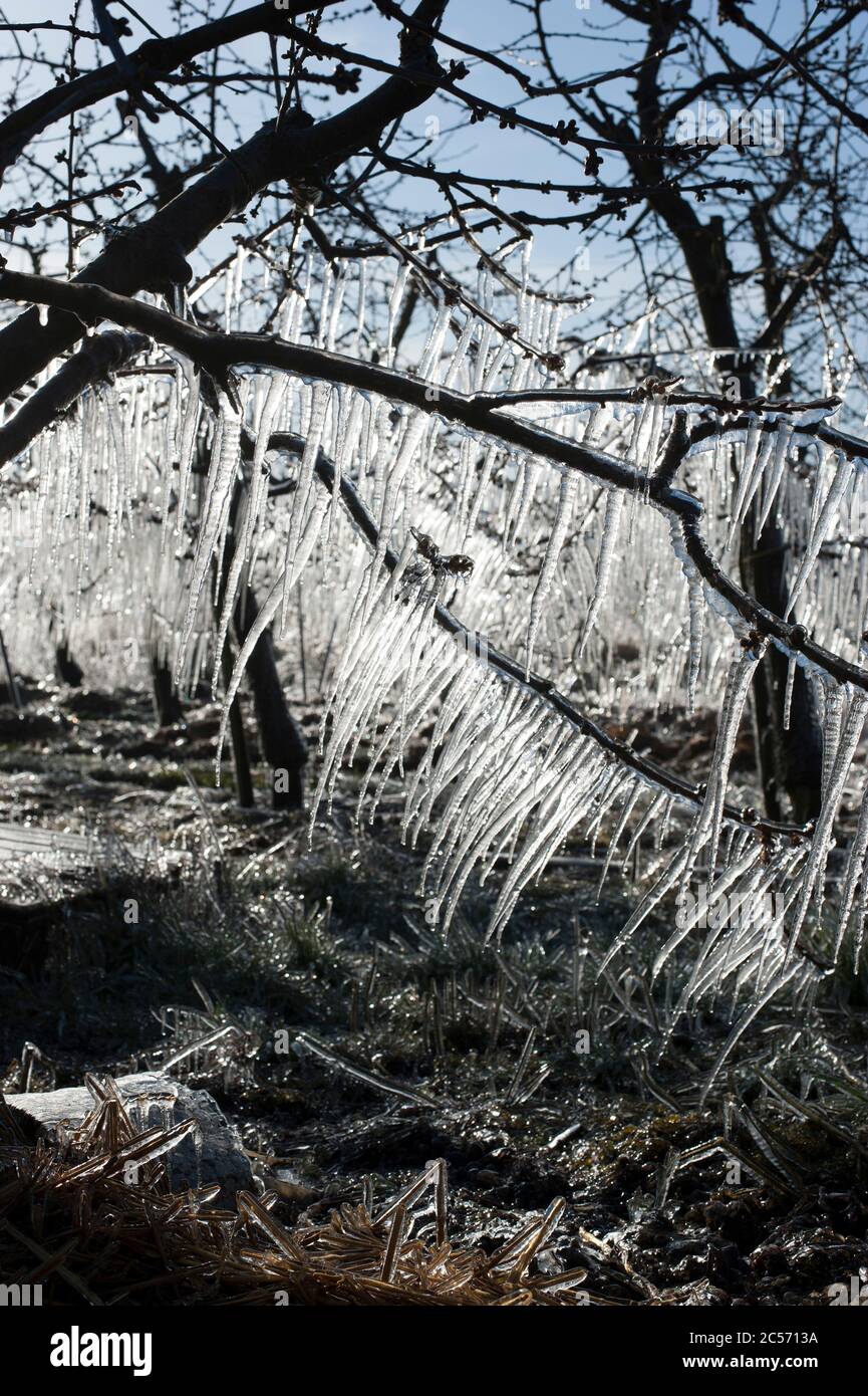 Orchard, apple trees, frost protection in the old country Stock Photo ...