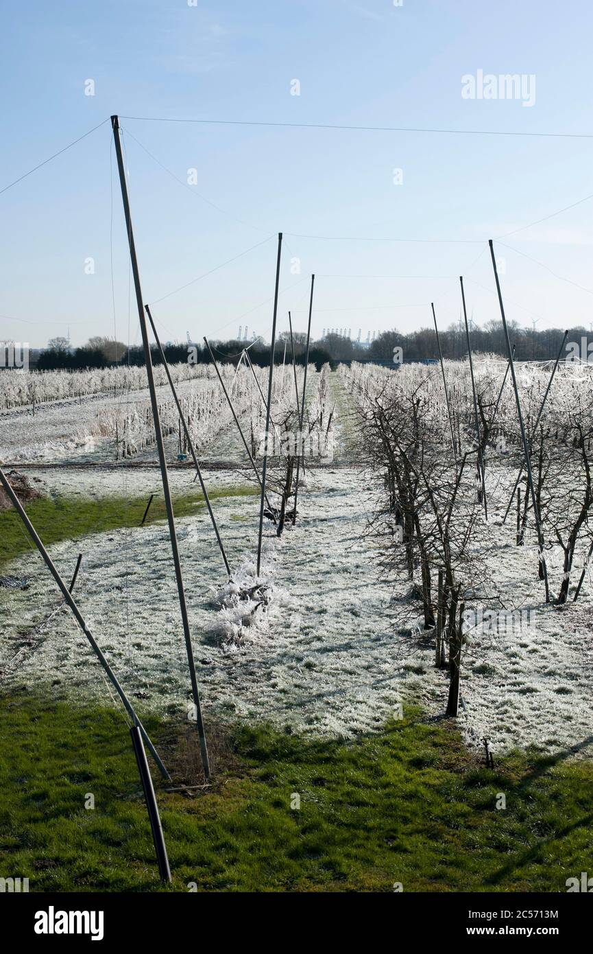 Orchard, apple trees, frost protection in the old country Stock Photo ...