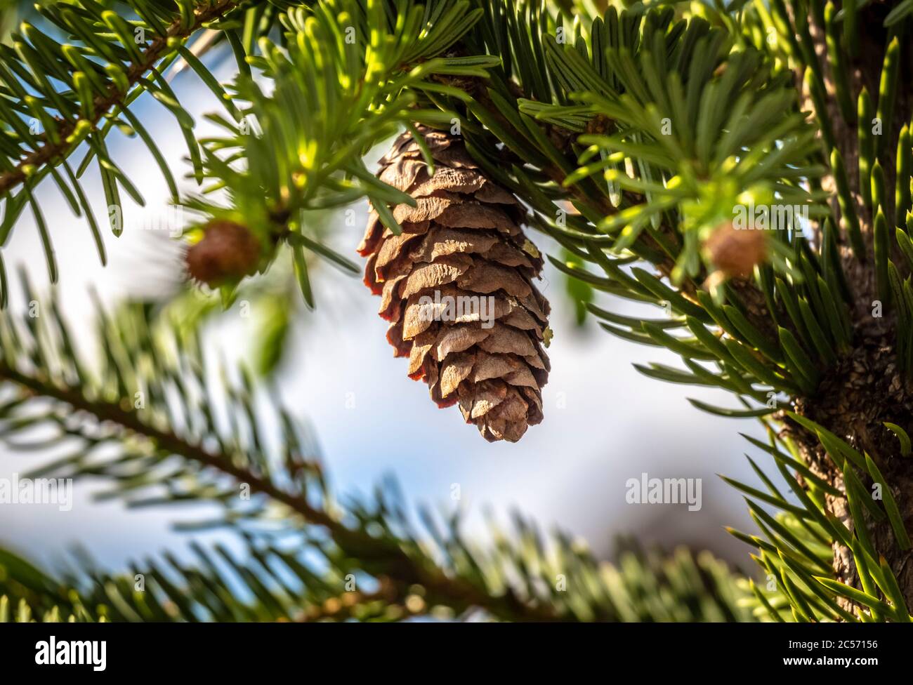 Decorative fir tree with brown cones close-up Stock Photo - Alamy