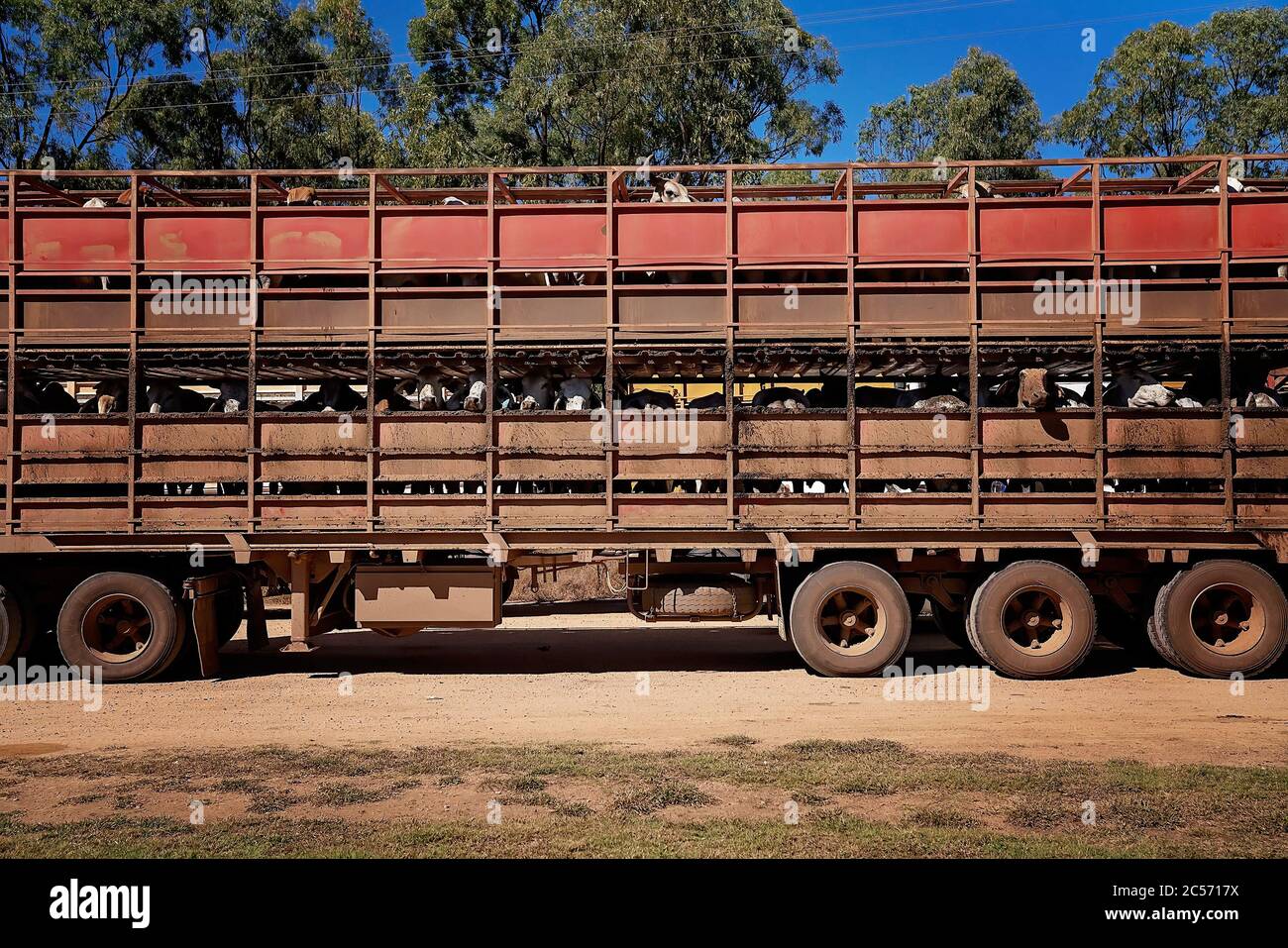 A road train carting cattle across country from an Australian station ...
