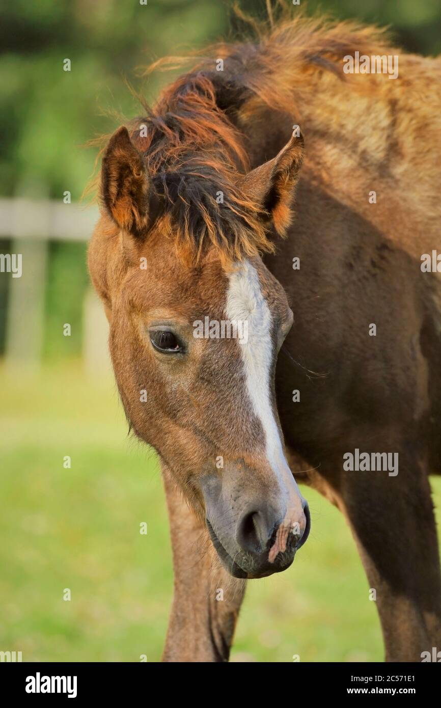 Portrait of a cute Arabian Filly, few month old standing at spring ...