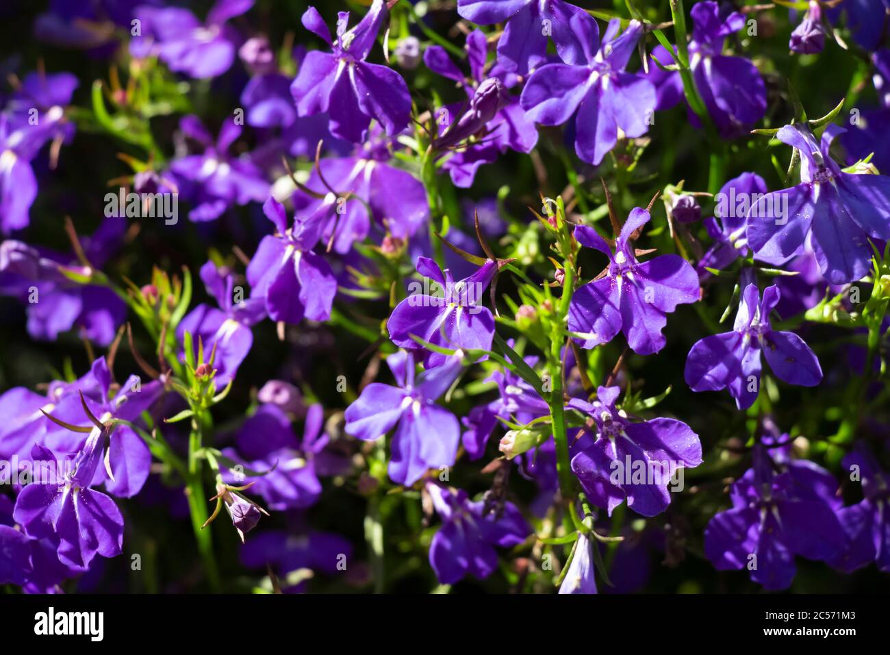 Purple garden flowers in the backyard of a private house close-up Stock ...