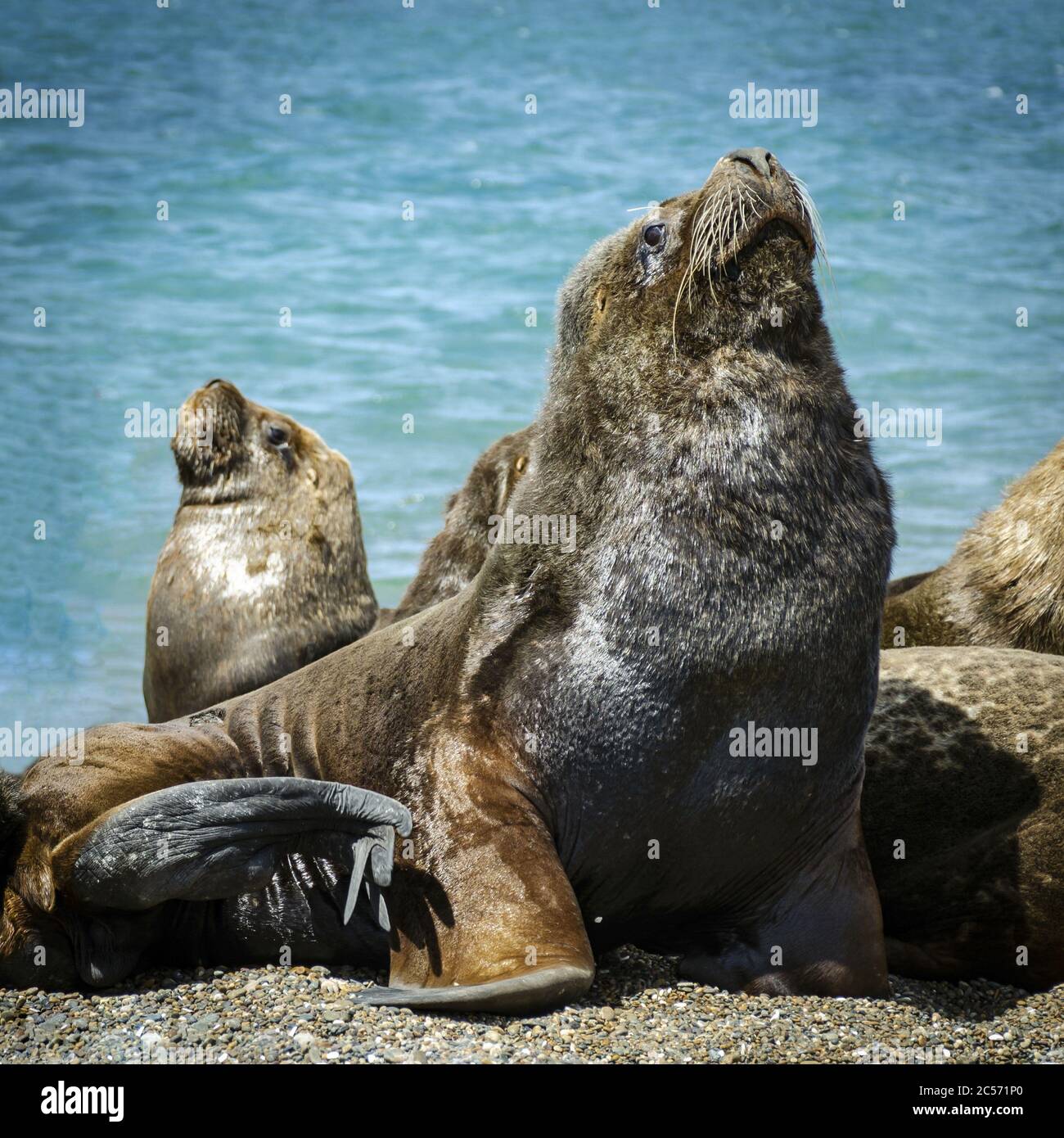 Closeup shot of California sea lion Stock Photo - Alamy