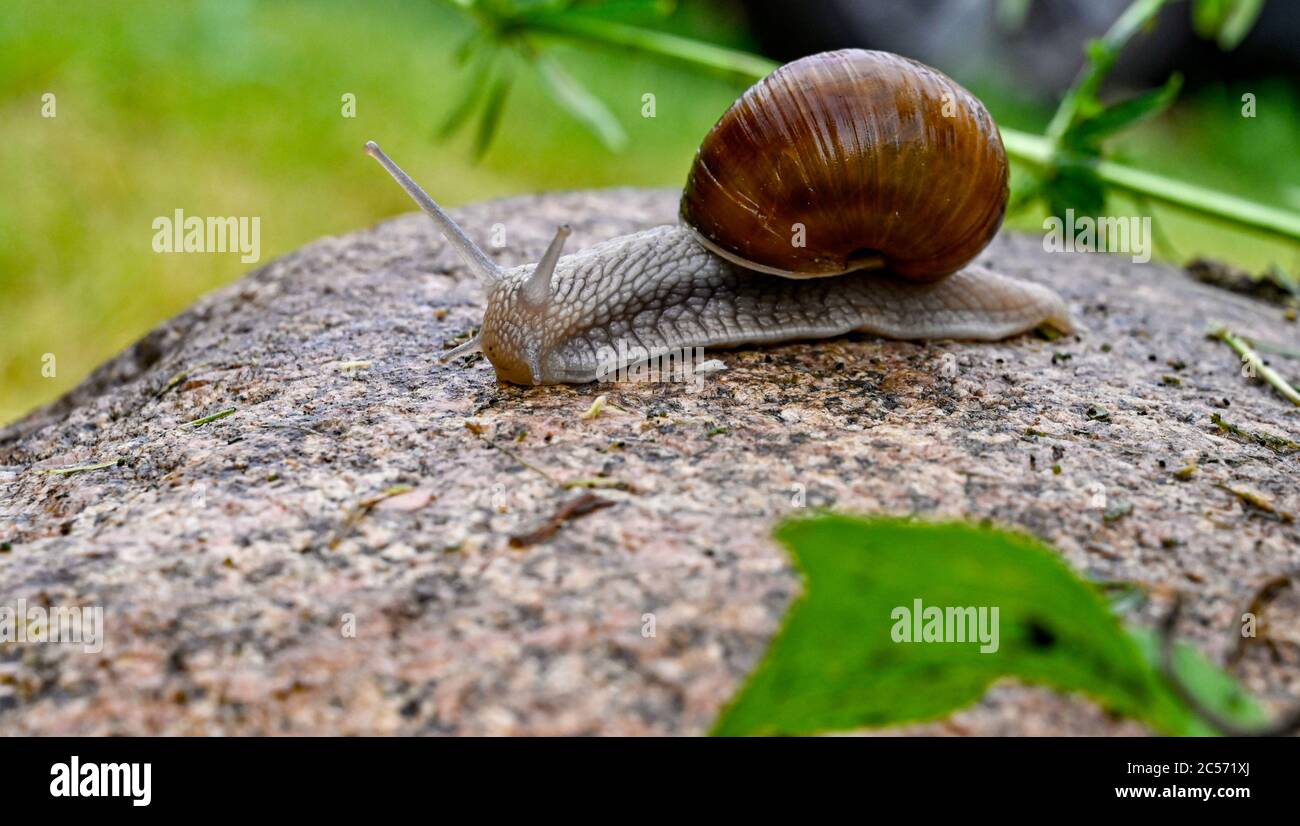 edible snail escargot out in a garden in Sweden Stock Photo - Alamy