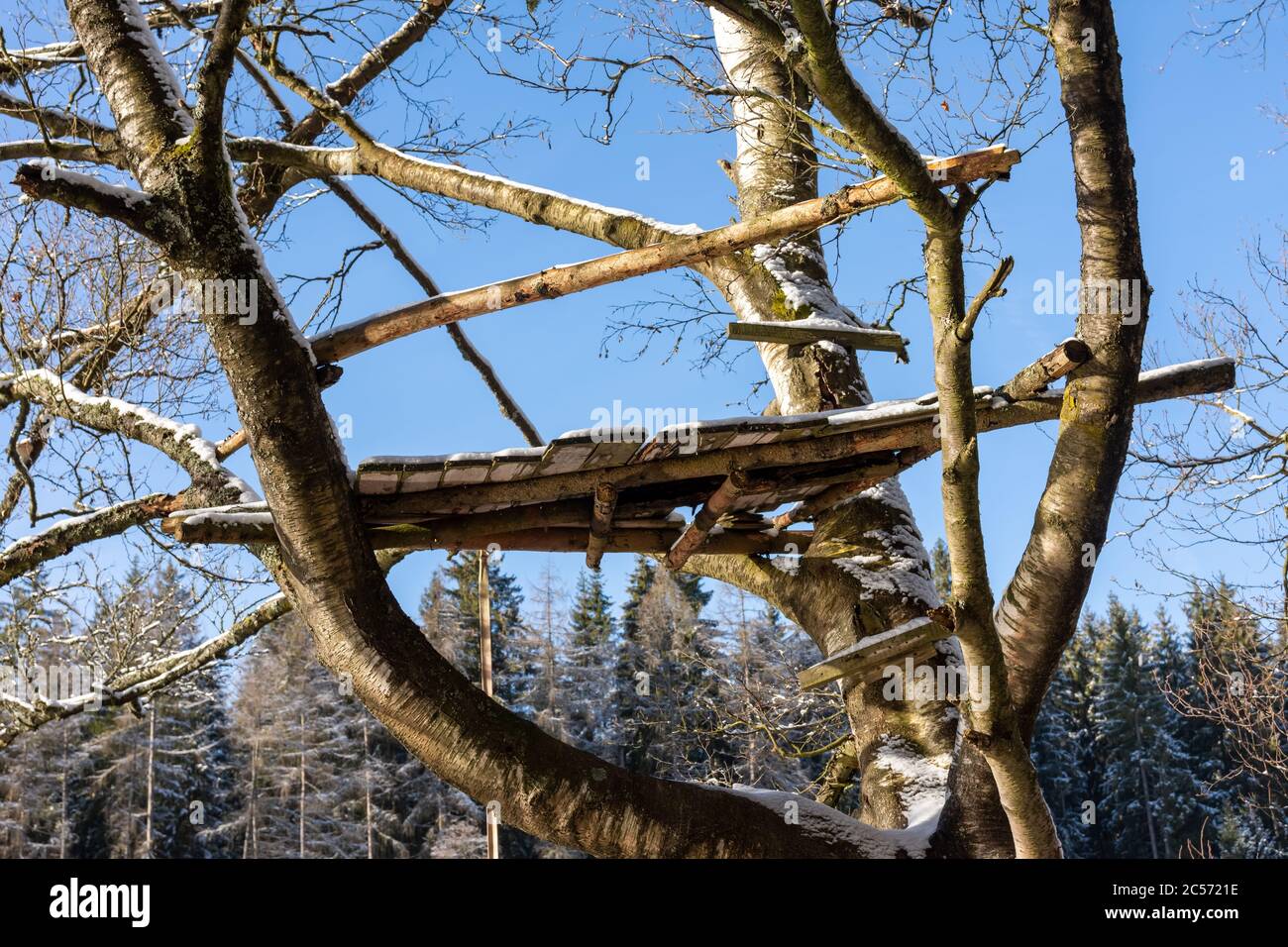 Very simple wooden platform set up in the middle of a tree to be stood ...