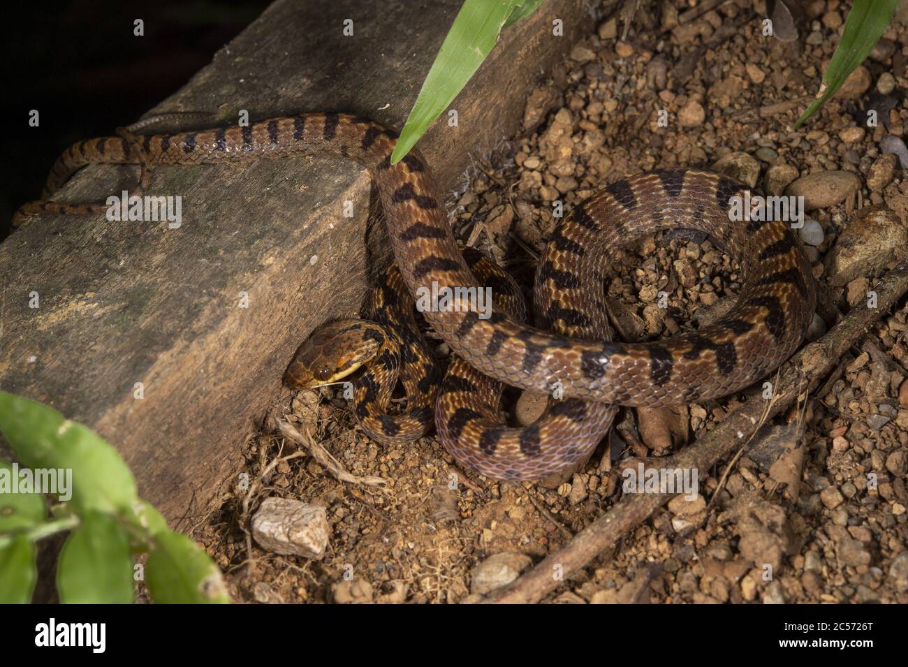 Juveniles Cat-Eyed Snake, Leptodeira ornata, Colubridae, Corcovado ...