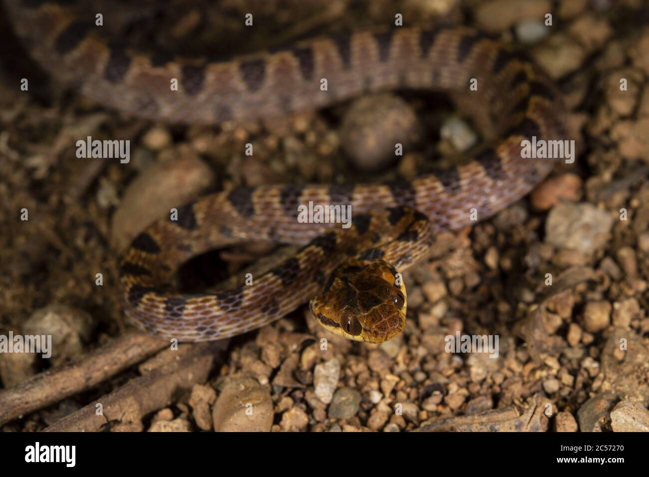 Colubridae snakes snake reptile reptiles roberto nistri horizontal hi ...