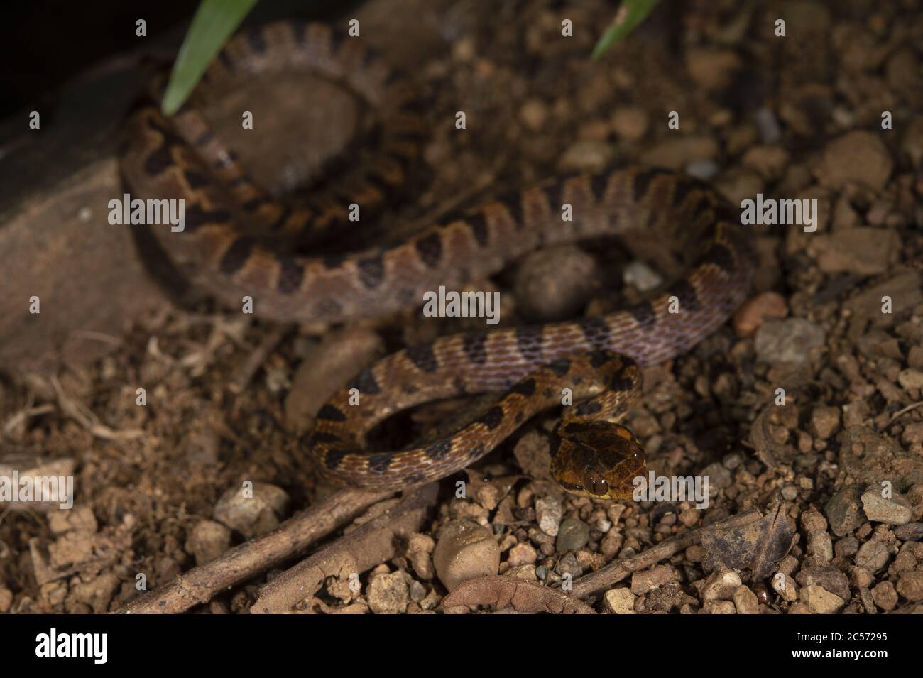 Juveniles Cat-Eyed Snake, Leptodeira ornata, Colubridae, Corcovado ...