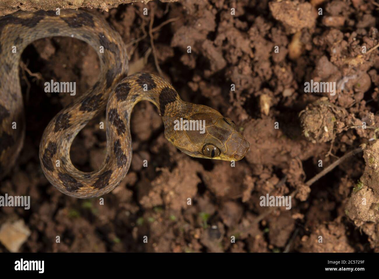 Juveniles Cat-Eyed Snake, Leptodeira ornata, Colubridae, Corcovado ...