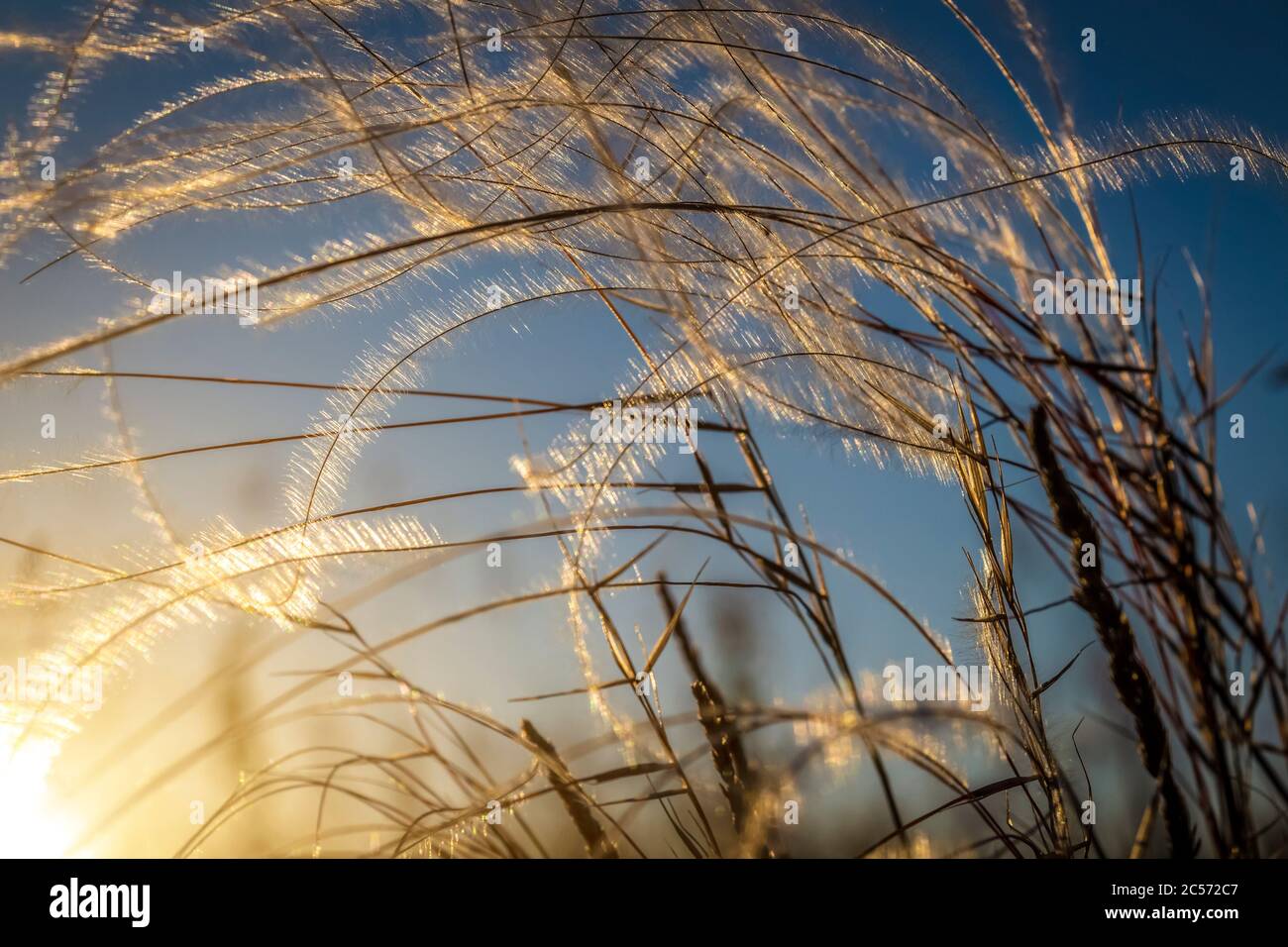 Fluffy halo hi-res stock photography and images - Alamy