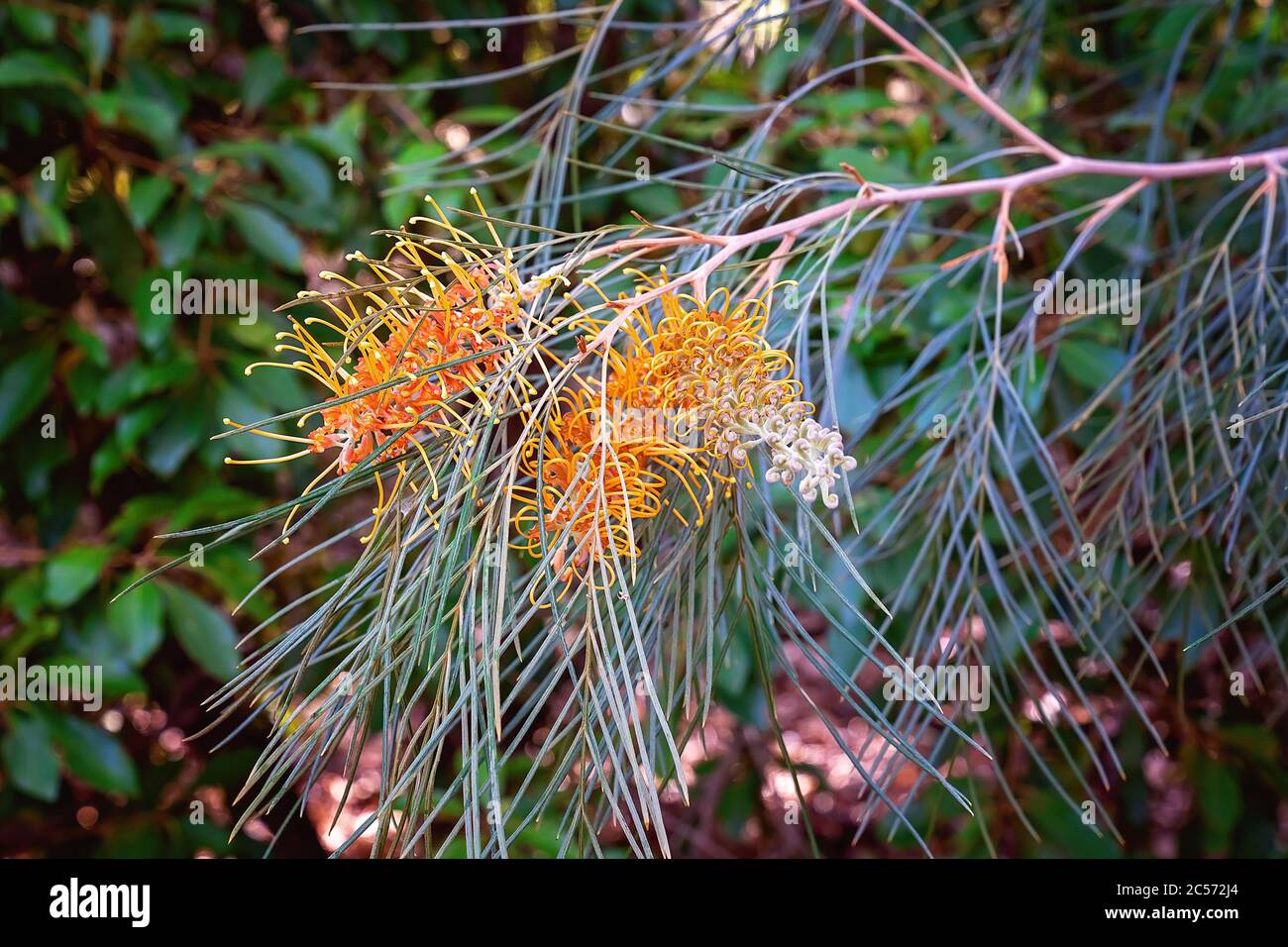 Orange native grevillea flower flourishing in the Australian bush Stock ...
