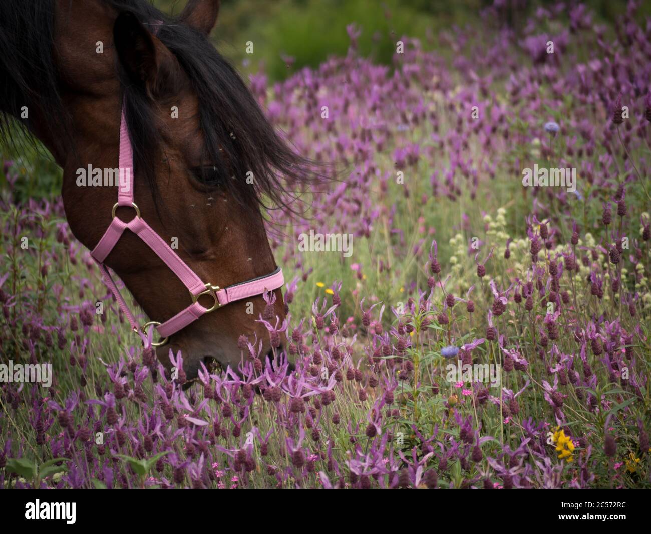 Pink pony hi-res stock photography and images - Alamy