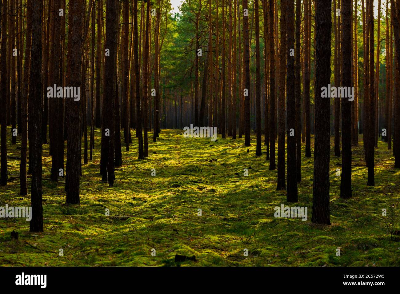 Logging bridge hi-res stock photography and images - Alamy