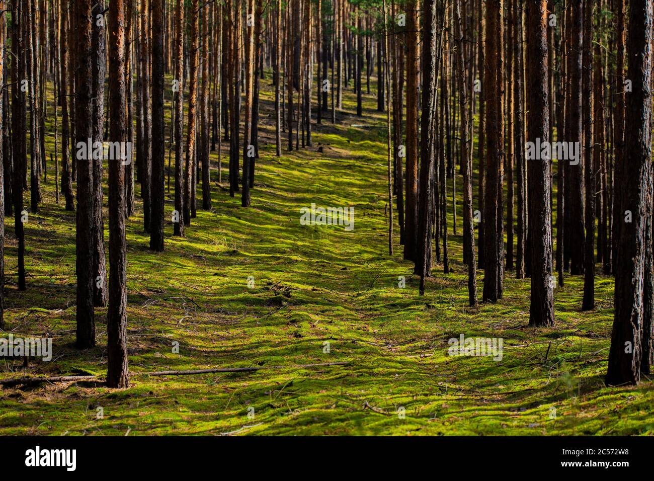 logging trail in a pine forest in Germany Stock Photo - Alamy