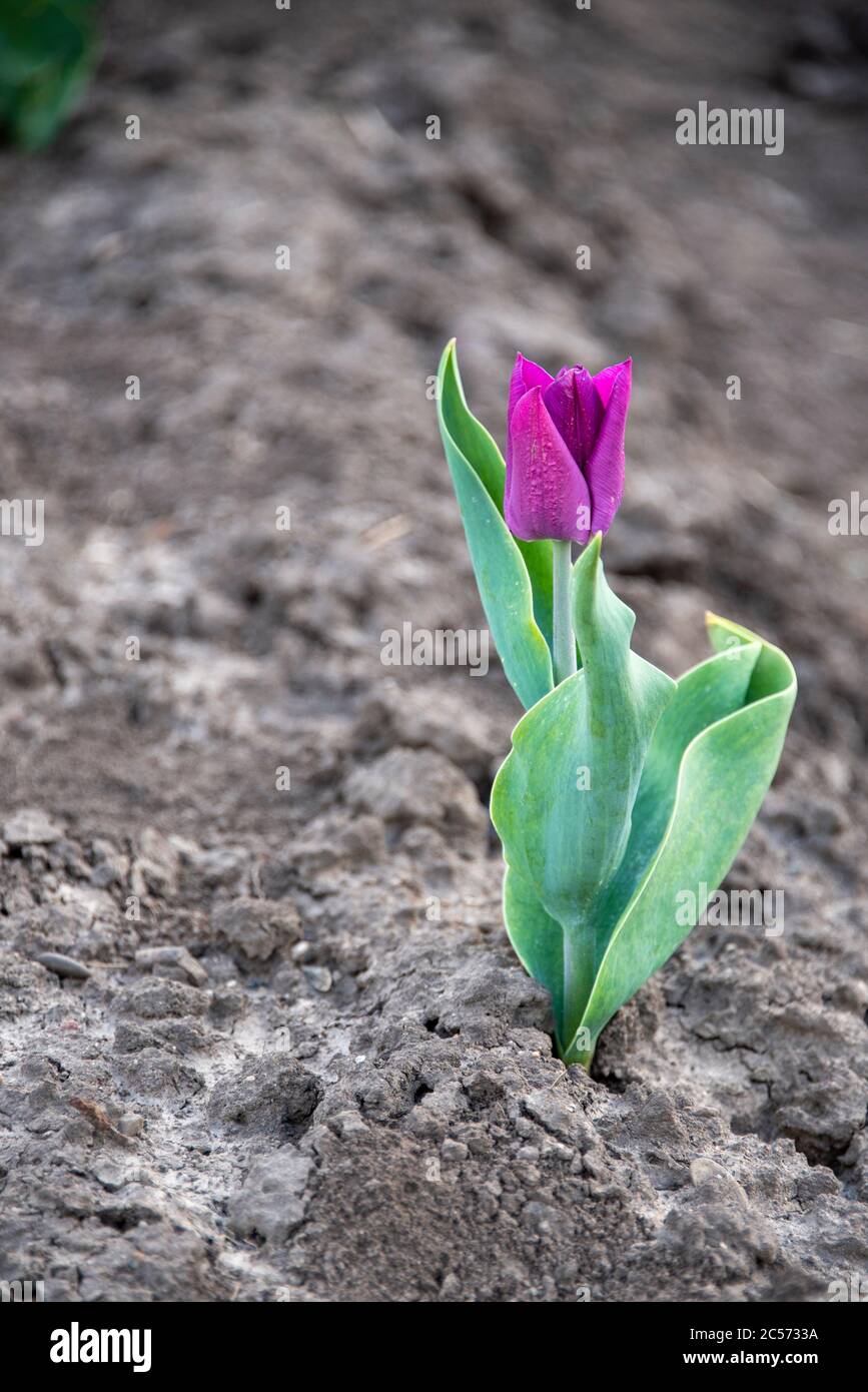 Tulip displays hi-res stock photography and images - Alamy