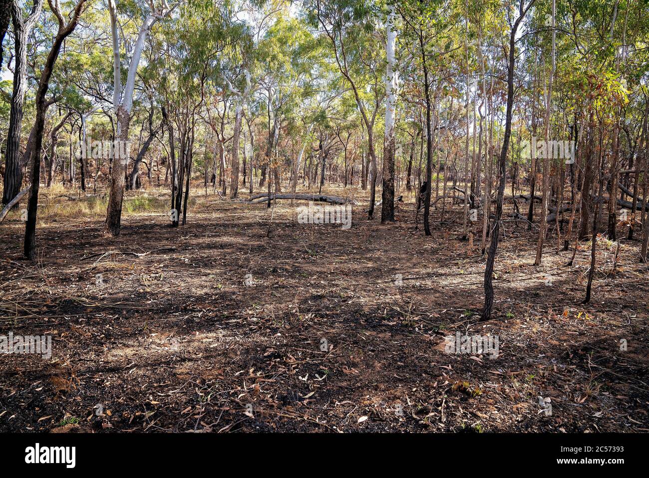 A controlled fire burn in Australian bushland fire set intentionally ...