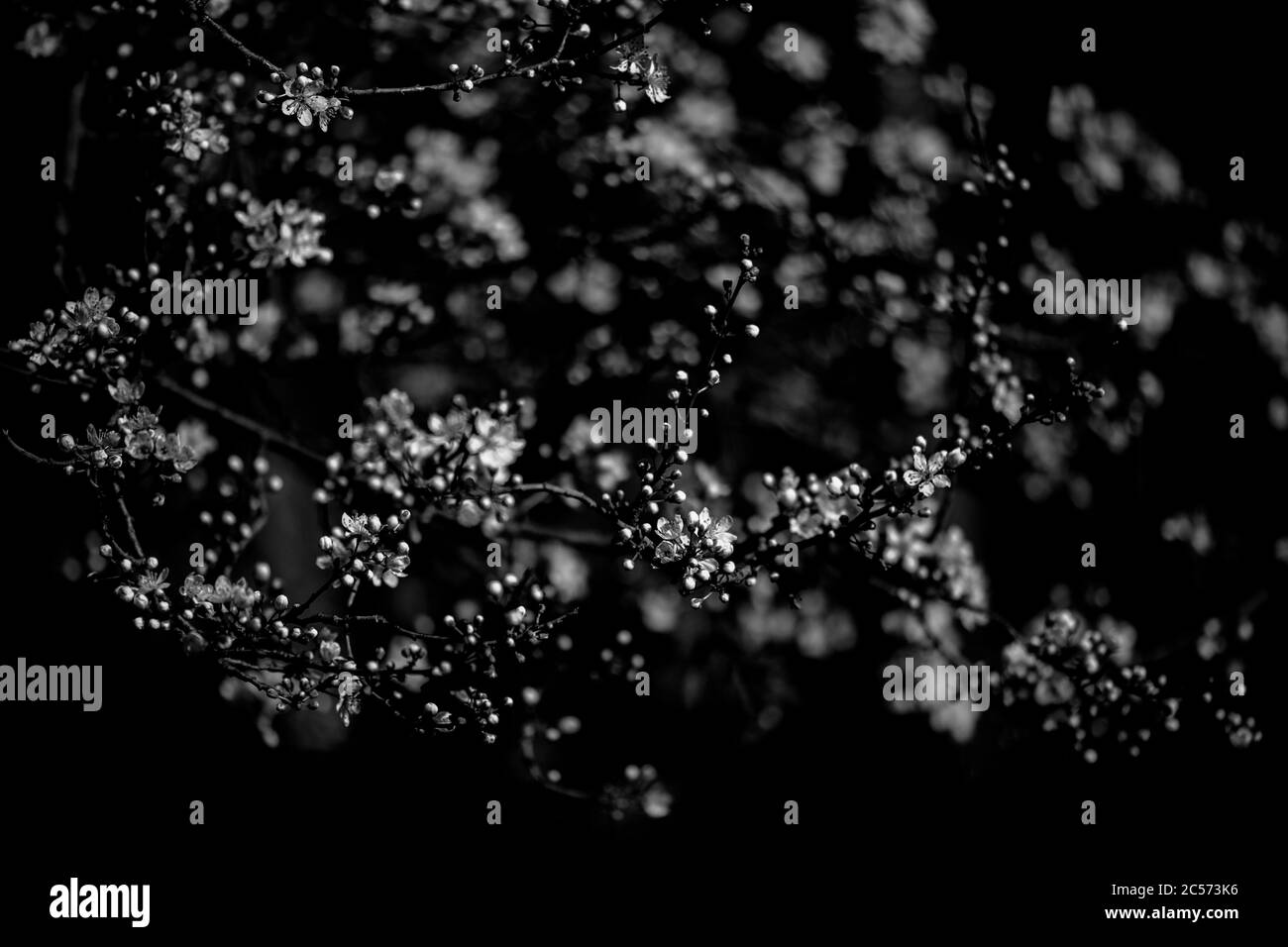 Spring colored Black and White Stock Photos & Images - Alamy