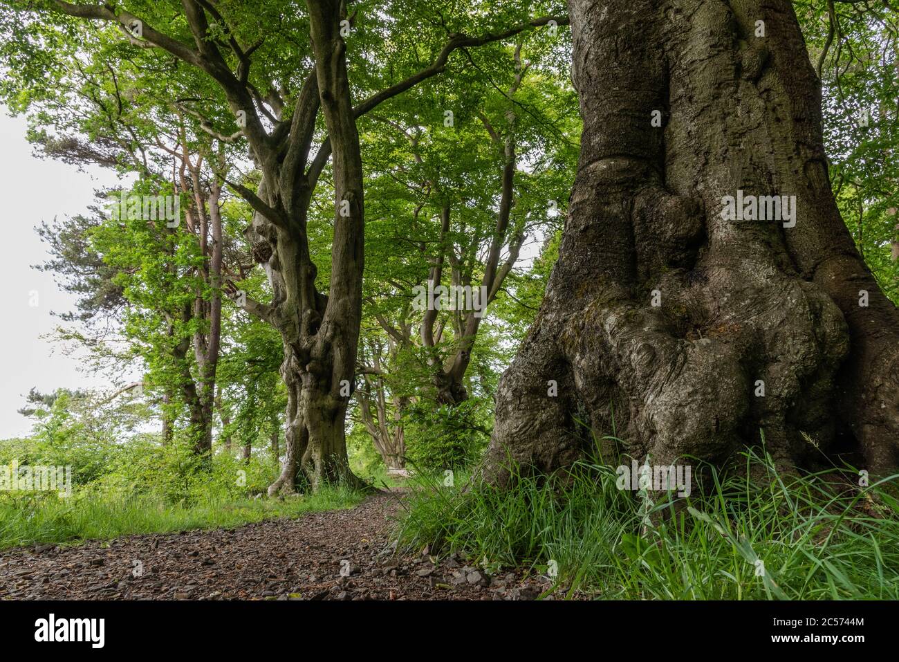 Beautiful scenery of a green landscape with a lot of trees and greenery ...
