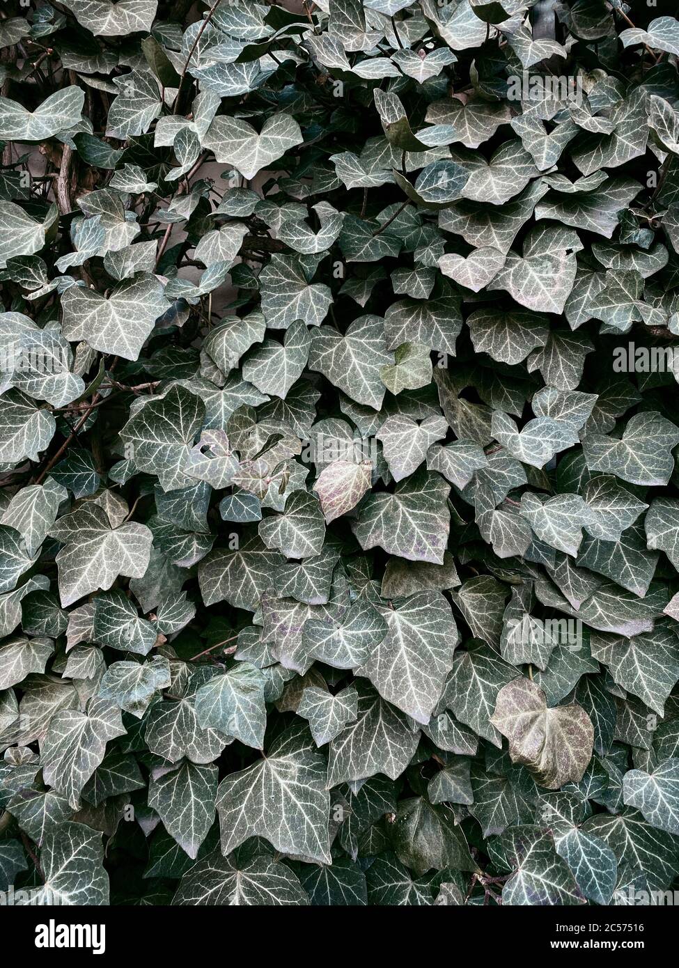 Ivy growing in bush hi-res stock photography and images - Alamy