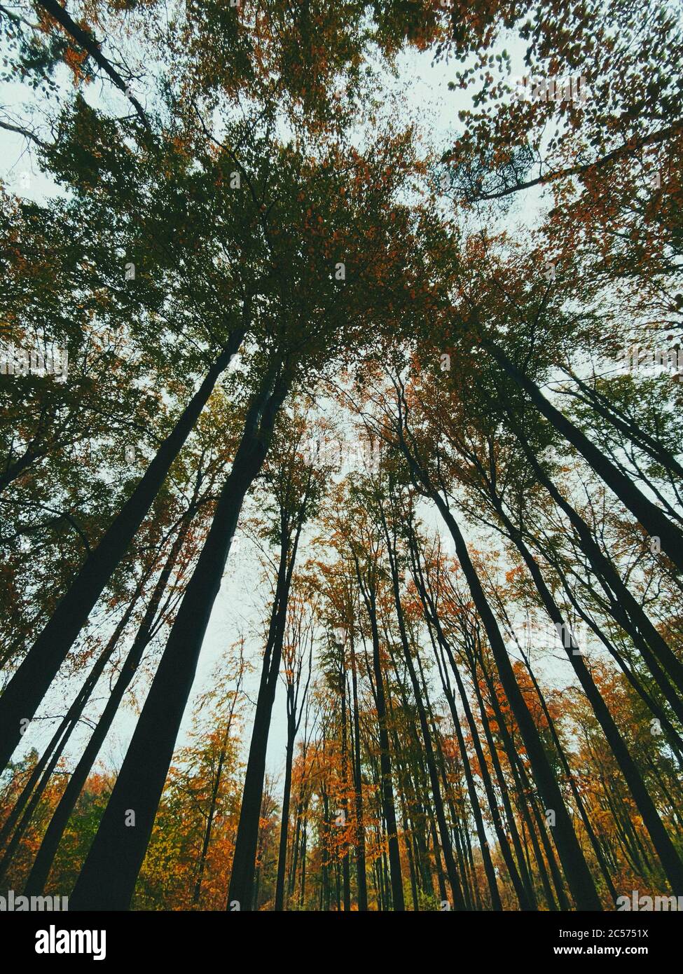 Tall autumn trees hi-res stock photography and images - Alamy