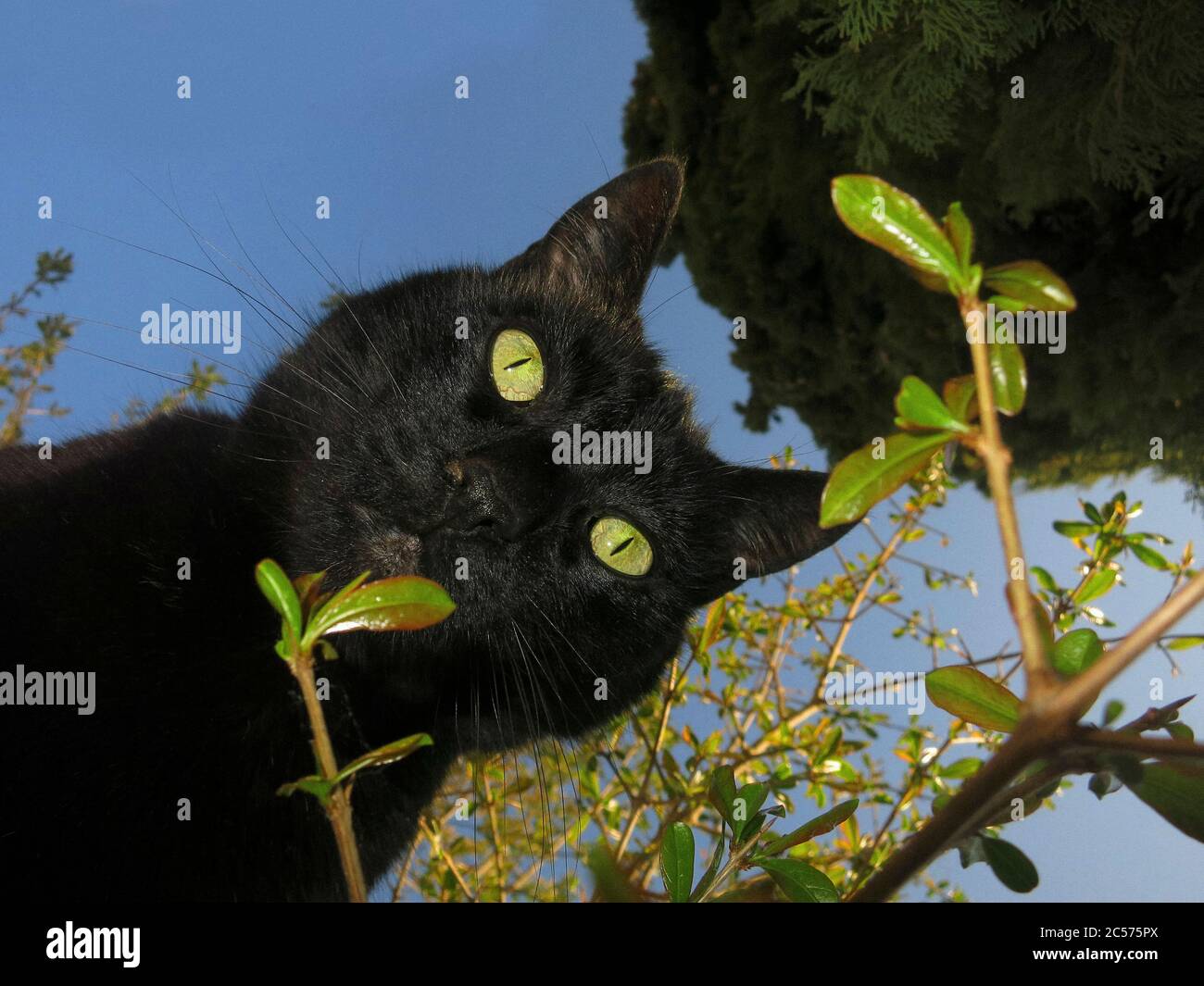 Curious black cat hi-res stock photography and images - Alamy