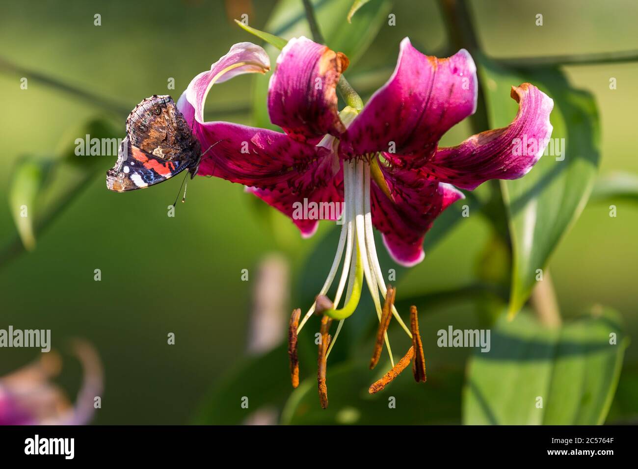 View of the garden, colorful butterfly on pink lily, Lad, Poland Stock ...