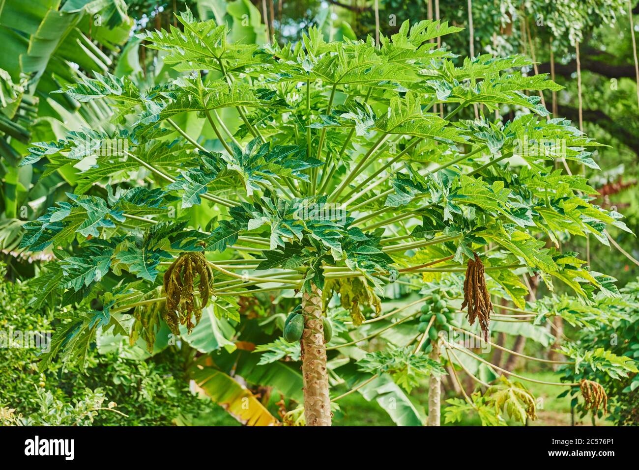 Papaya tree (Carica papaya) with fruits, Hawaii, Aloha State, United ...