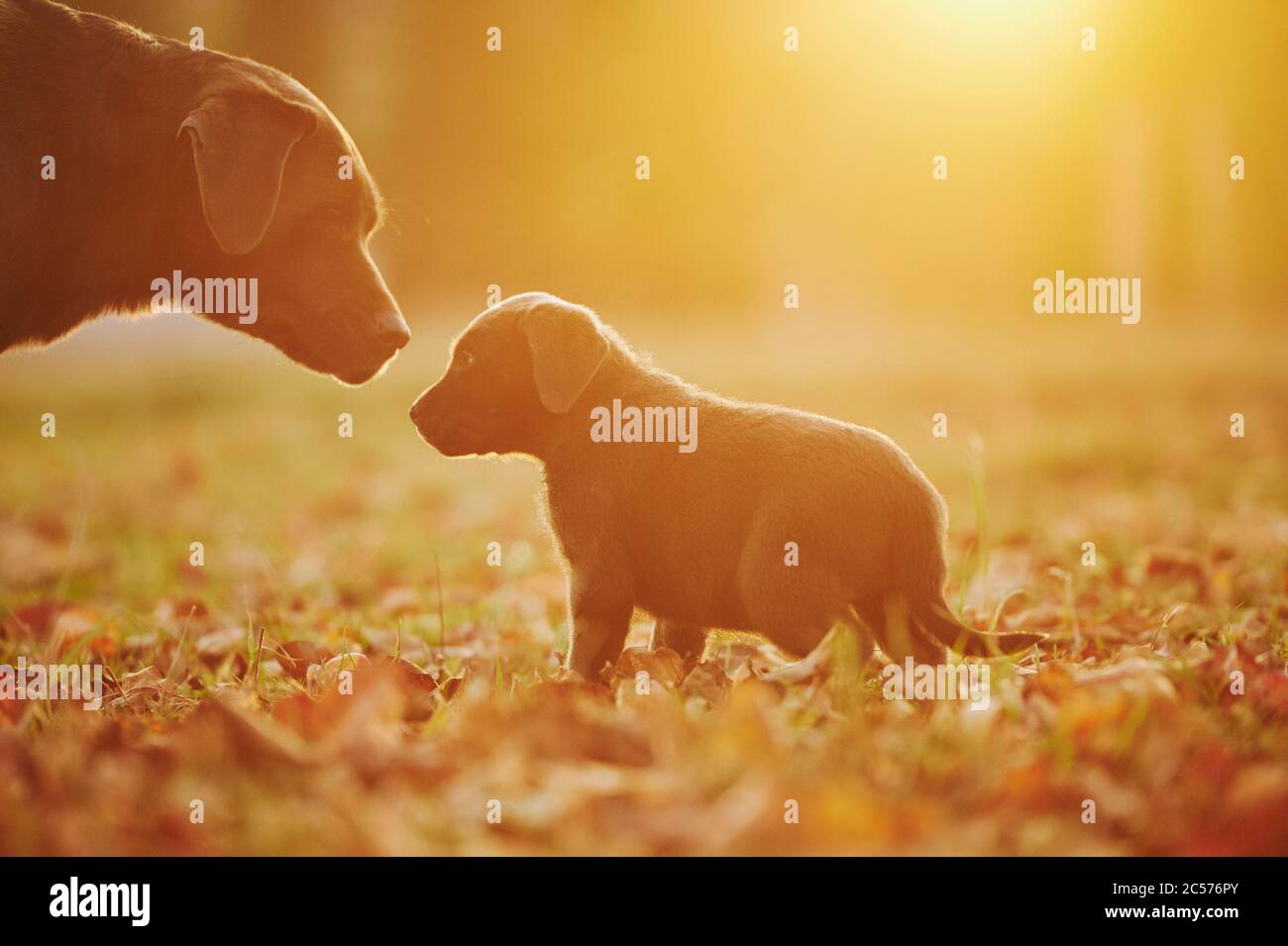 Labrador retriever, puppy, lying, sideways, mother animal, meadow ...