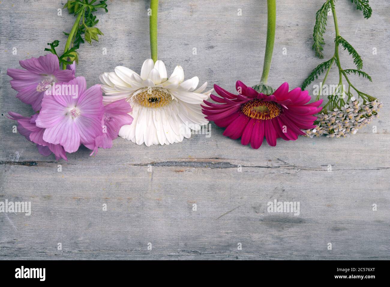 Closeup of the beautiful Transvaal daisy flowers with wildflowers ...