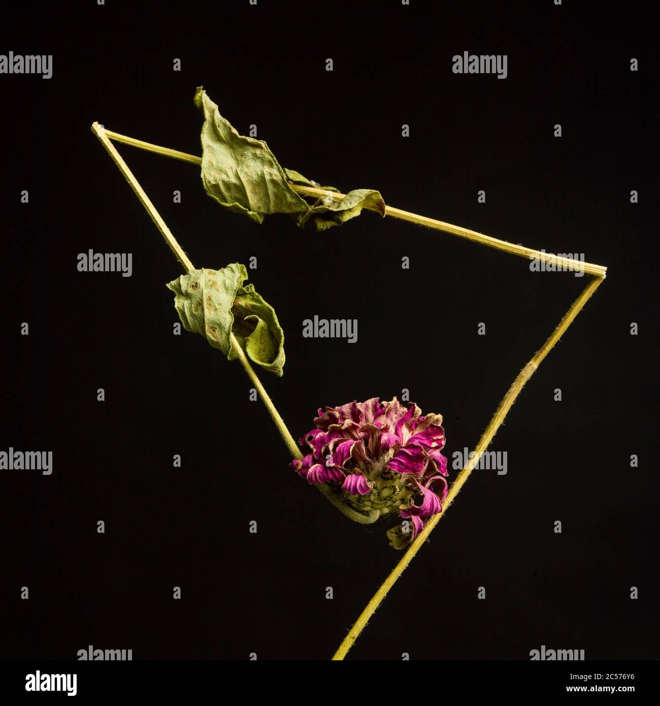 Broken stem of a Zinnia flower isolated on black background Stock Photo ...