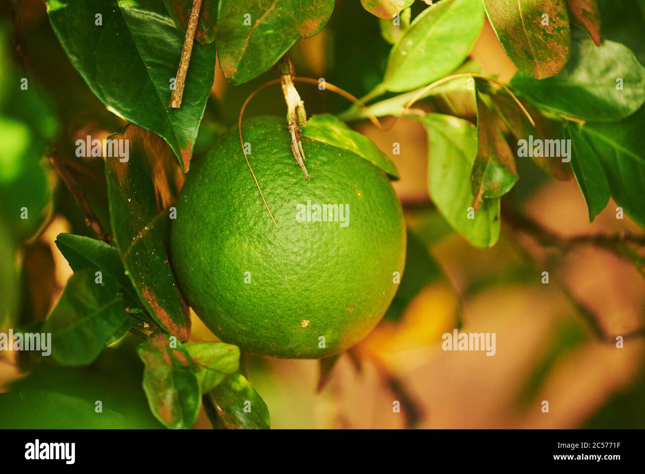 Grapefruit (Citrus x paradisi), fruits hang on tree branch, Hawaii ...