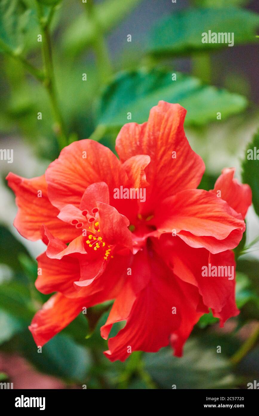 Blossom of a Chinese rose marshmallow, hibiscus, (Hibiscus rosa ...