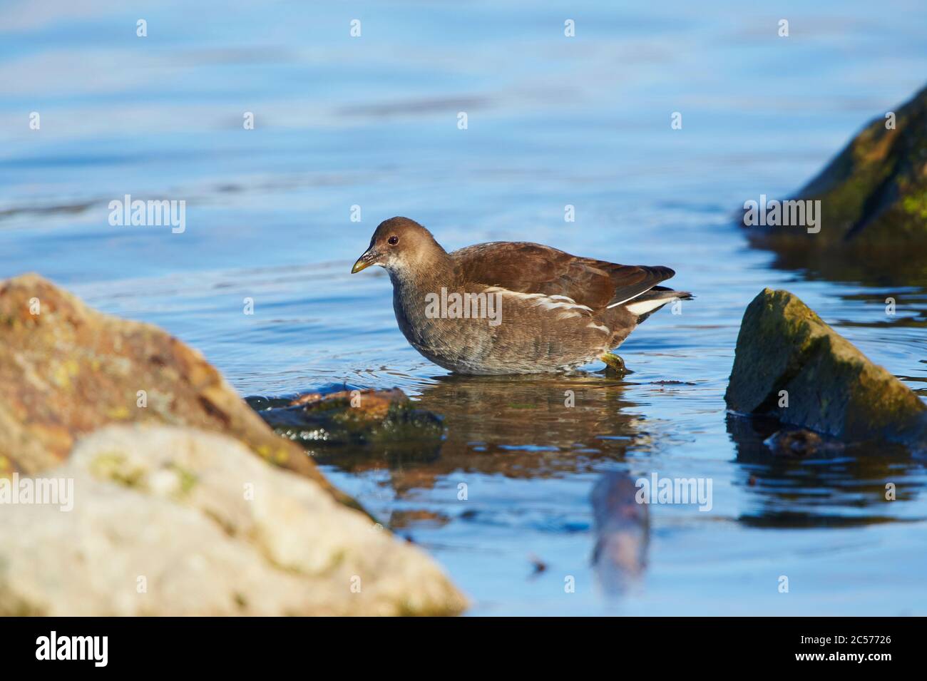 Common Moorhen (Gallinula chloropus), female in the water, Bayern ...
