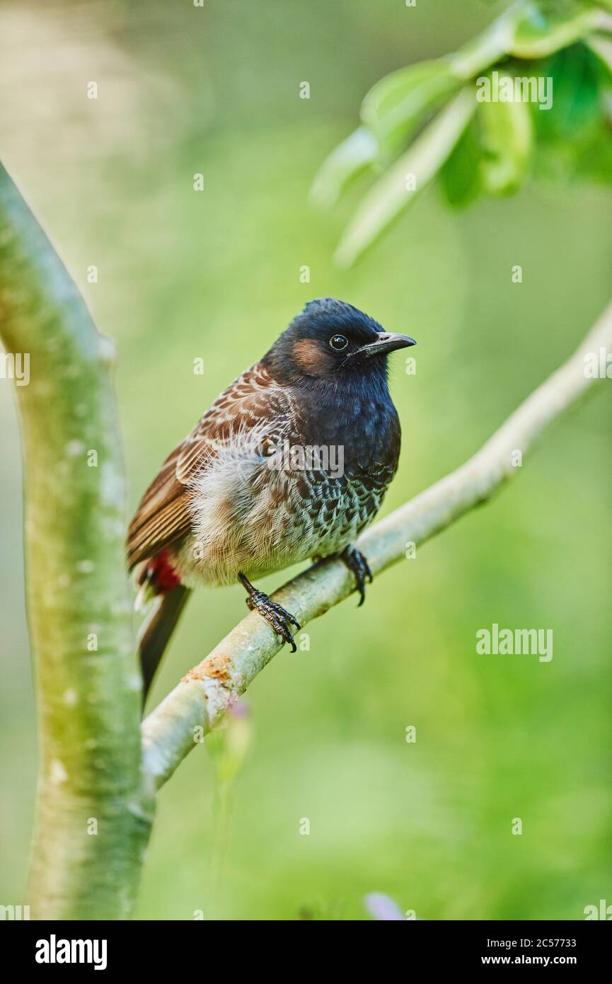 Sußbülbül (Pycnonotus cafer), sitting, branch, frontal, Oahu, Hawaii ...