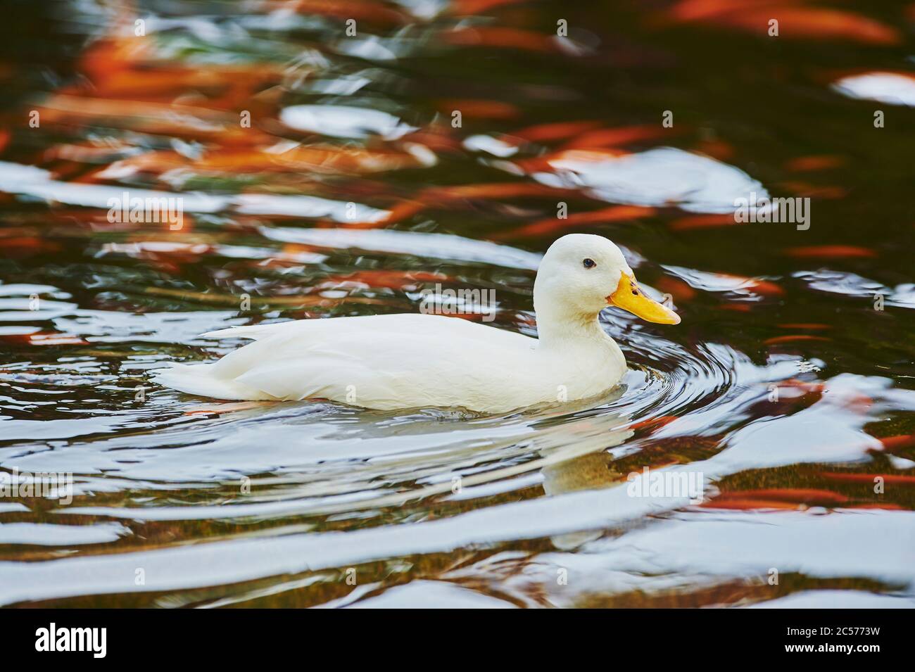 Indian ground duck (Anas platyrhynchos domesticus) on a lake, Hawaiian ...