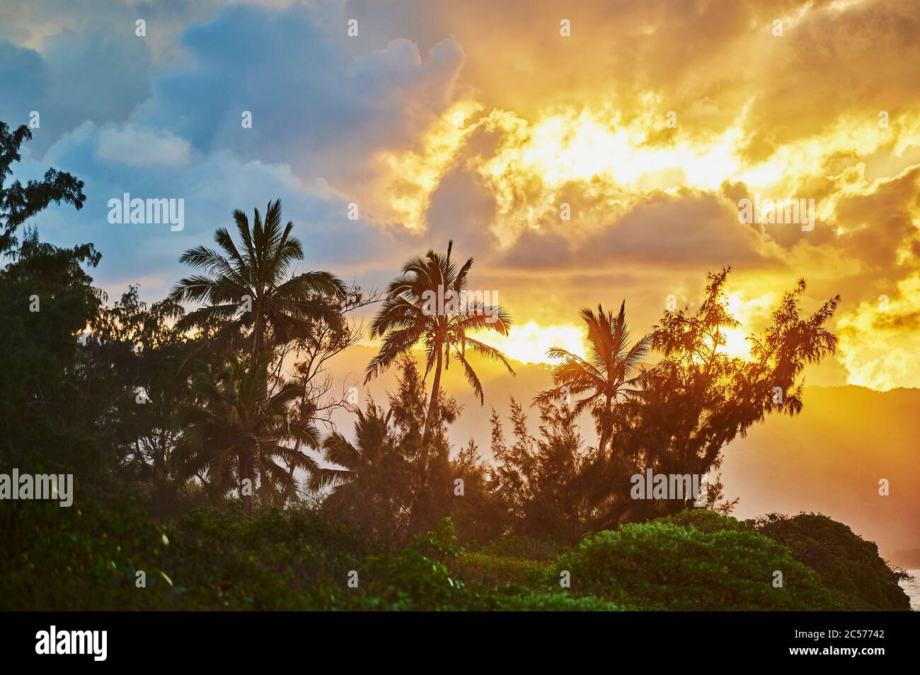 Coconut palms or coconut palm (Cocos nucifera), Oahu, Hawaii, United ...