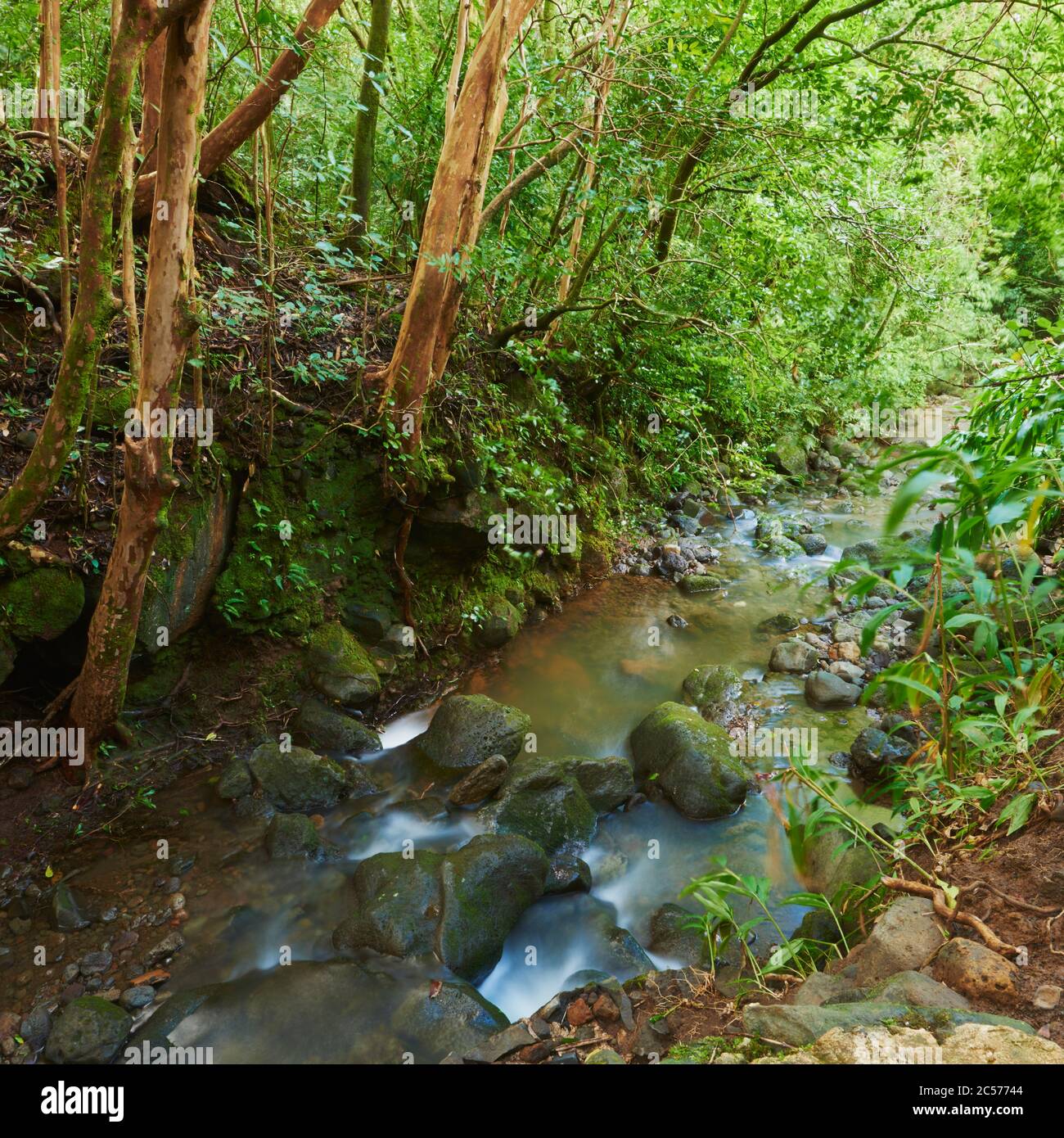 Lulumahu Falls in the Honolulu Watershed Forest Reserve, Hawaiian ...