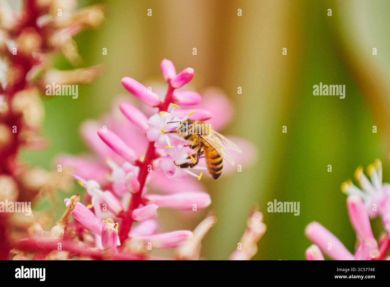 Western honey bee, Apis mellifera, on a club lily flower (Cordyline ...