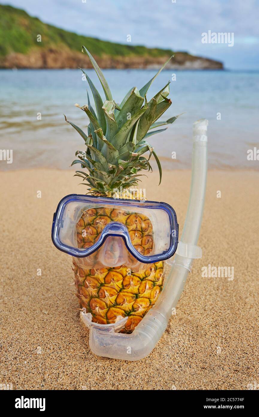 Pineapple with snorkel and mask on the beach, Sunset Beach on Oahu ...