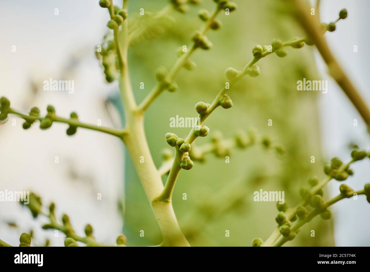 Ruler Palm, Alexandrian Palm, Archontophoenix, fruits, close-up, Hawaii ...