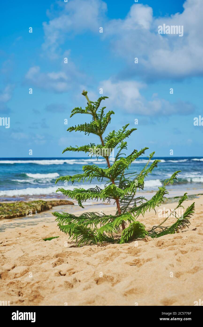 House Fir (Araucaria heterophylla), Norfolk Fir, Araucaria, Christmas ...