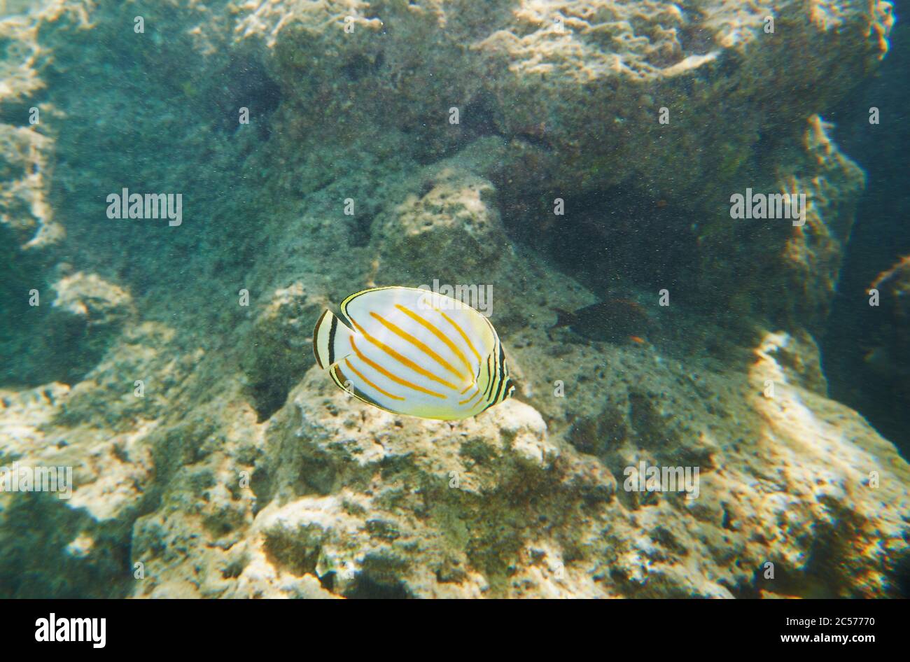 Orange-striped butterflyfish (Chaetodon ornatissimus), sideways ...