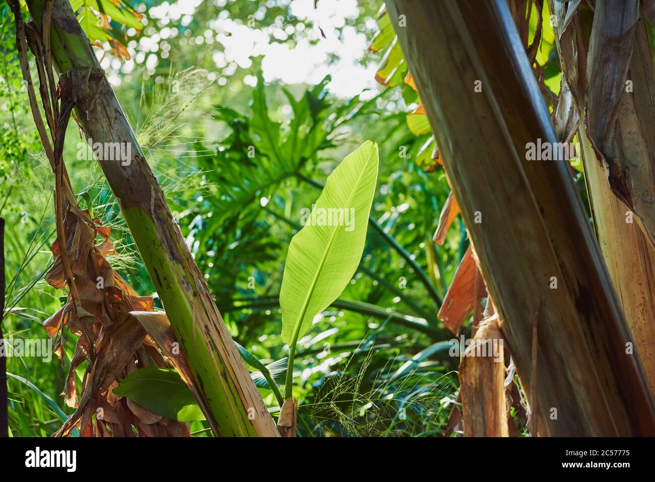 Dwarf banana, Musa basjoo, leaf, Hawaii, Aloha State, United States ...